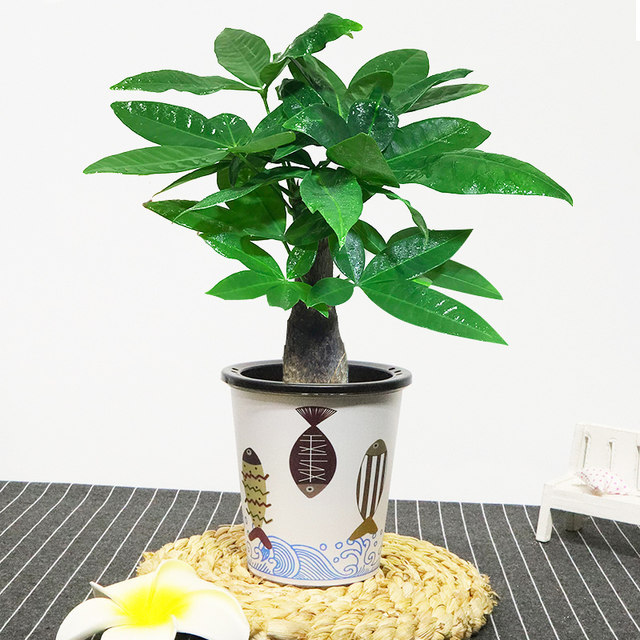 Hydroponic succulents water-raised green radish gardenia flowers green ...