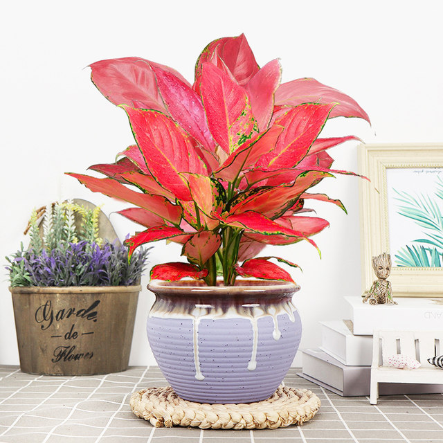 Geely red potted green plant red plant living room bonsai lazy ...