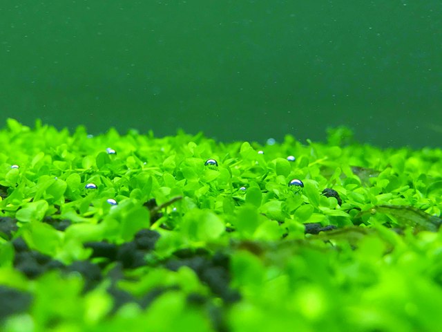 Foreground crawling dwarf pearl lying on the ground mini fish tank ...