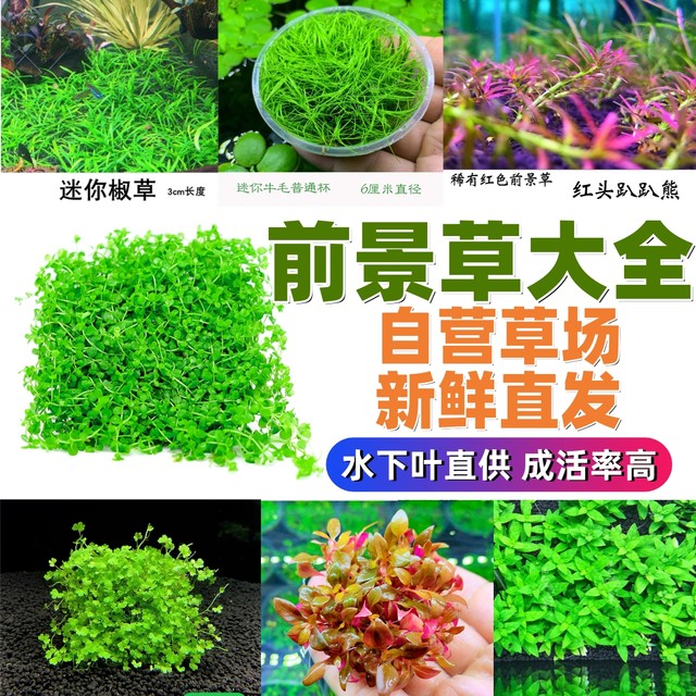 Foreground crawling dwarf pearl lying on the ground mini fish tank ...