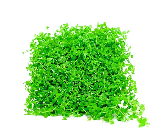 Foreground crawling dwarf pearl lying on the ground mini fish tank ...