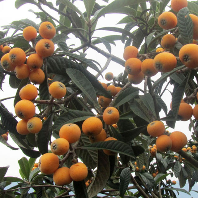 Loquat tree seedlings grafted clouds, big five -star, Early Corporation ...