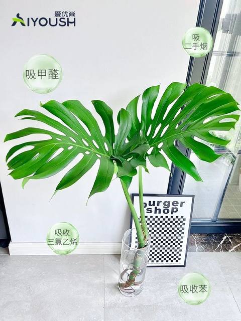 Hydroponic Monstera deliciosa water-cultured indoor air-purifying four ...