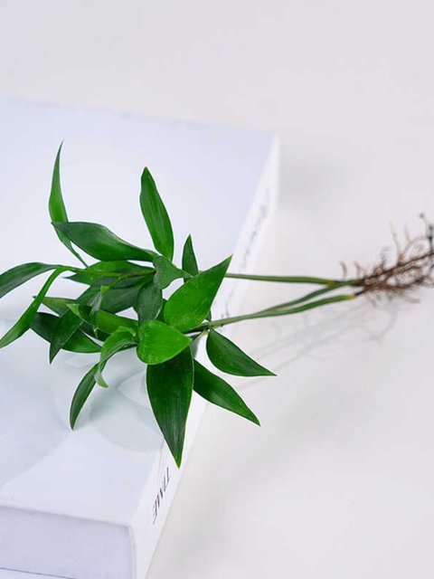 Mini small green plant Potato white palm red palm green cypress bamboo ...