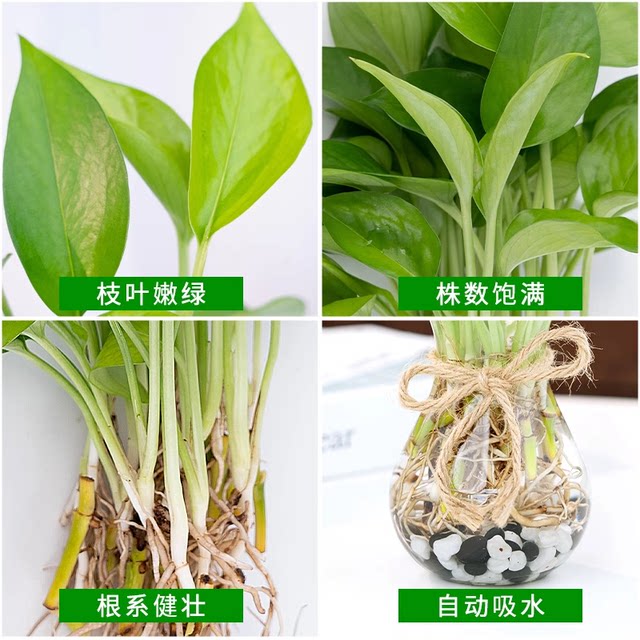 Hydroponic pothos indoor flowers that are good for all seasons ...