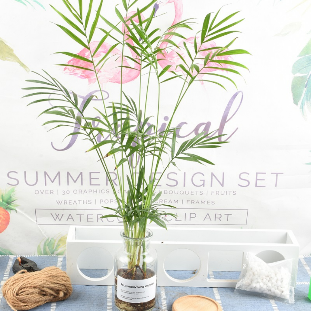 Hydroponic plant rich pocket coconut coconut small pot planting phoenix ...