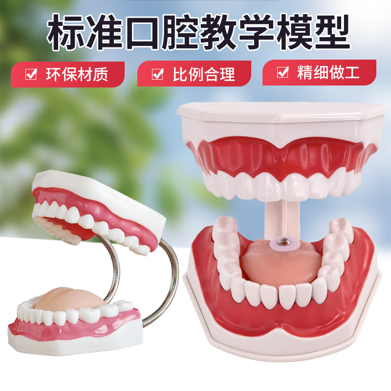 Advanced Large Human Oral Cavity Tooth Model, 6X Scale Tooth Structure