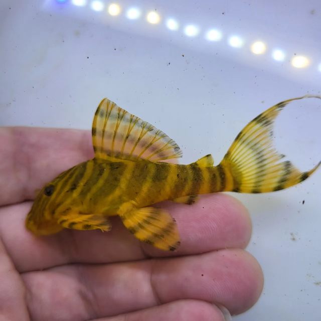 High-end special-shaped fish, low-dwelling fish, tropical ornamental ...