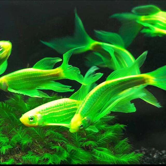 Butterfly wing zebrafish long tail fin large sail emerald green ...