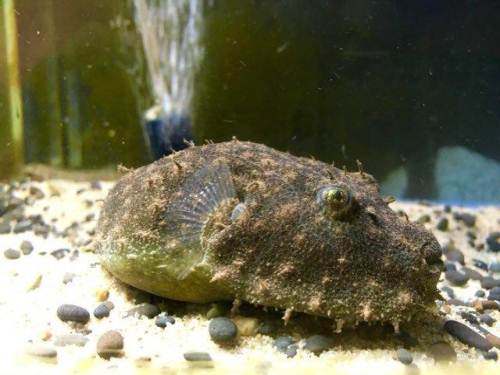 Crown dog head hair hair dog head fish zebra head freshwater puffer ...