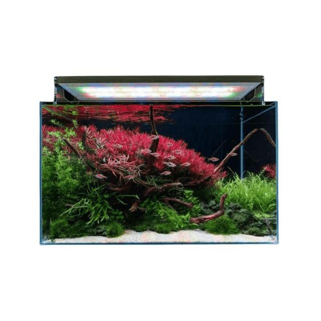 Red fish tank special landscaping aquatic plant real underwater leaf ...