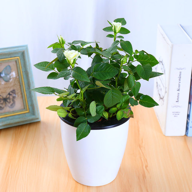Mini small rose potted European flowering green plants Four seasons ...