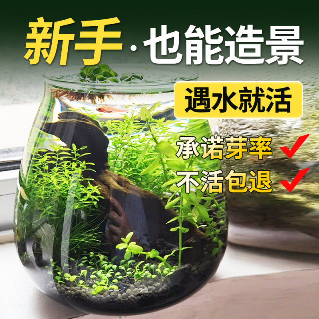 Water grass mud ecological bottle hydroponic plants living room ...