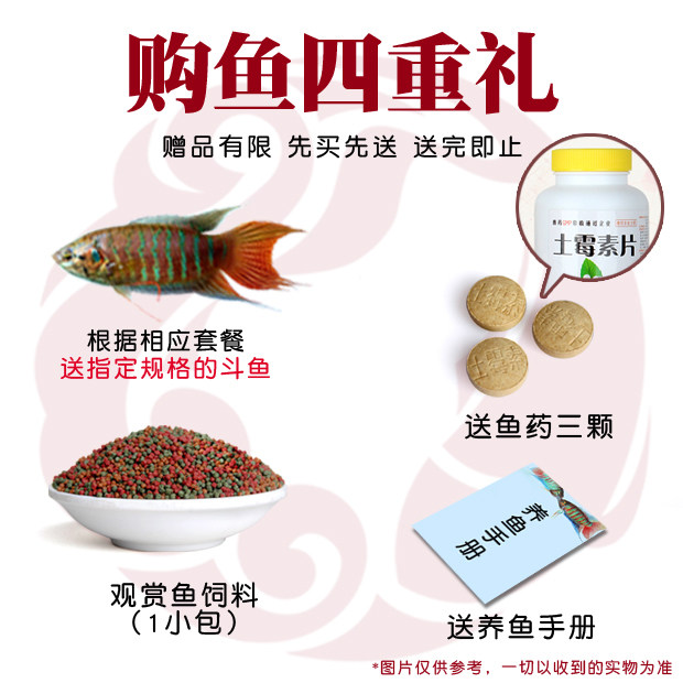 Chinese fighting fish live fish live Pucha cold water freshwater ...