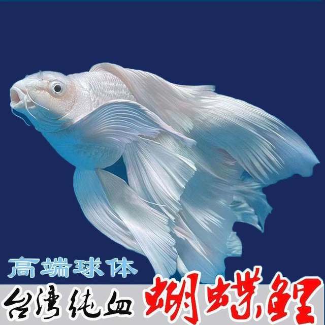 Taiwan butterfly carp ornamental fish purebred sphere big fin big tail ...