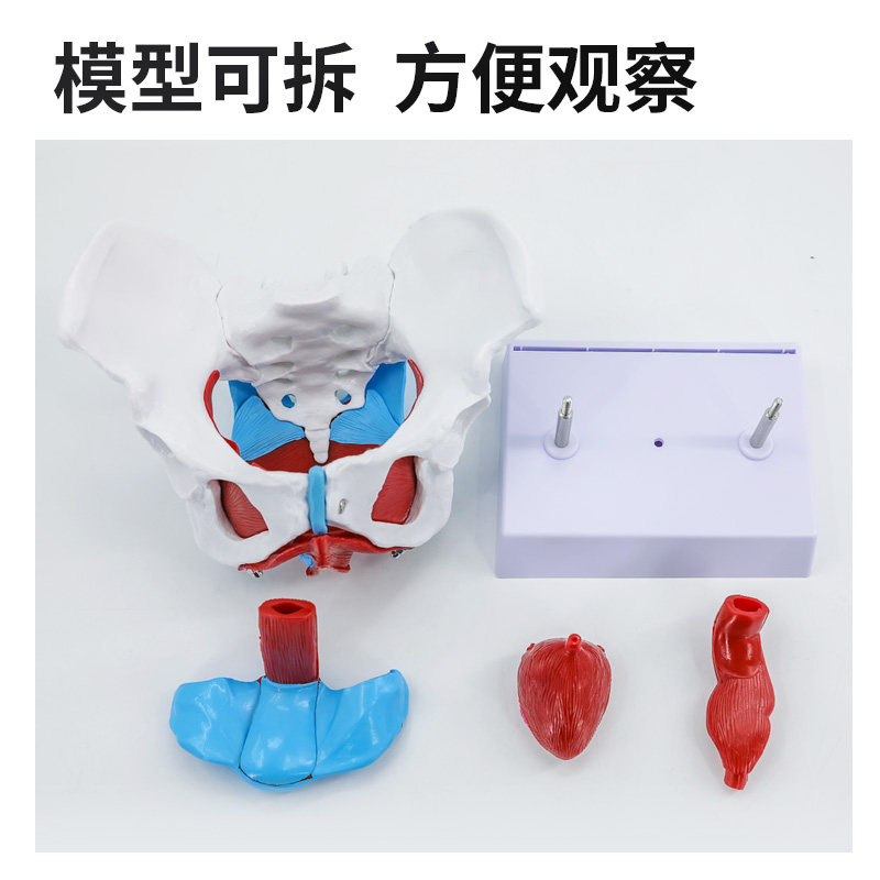 Female Pelvis Movable Model - Medical Midwifery Teaching Human Skeleton ...