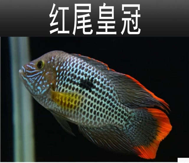 Red tail crown fish live head shot with big head jade face crown blue ...