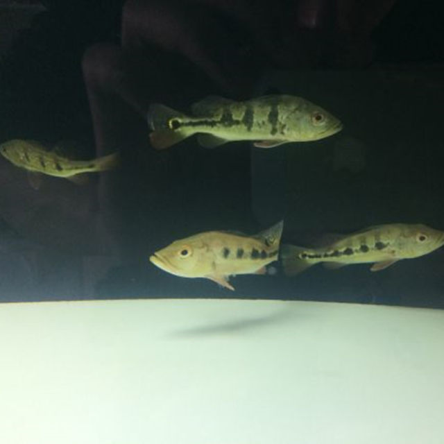 Brazilian fish crown three golden tiger fish live emperor three high ...