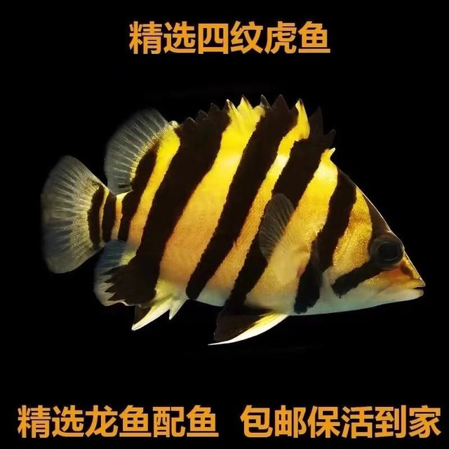 Tiger fish live fry tropical ornamental fish Sumatra tiger Indonesia ...