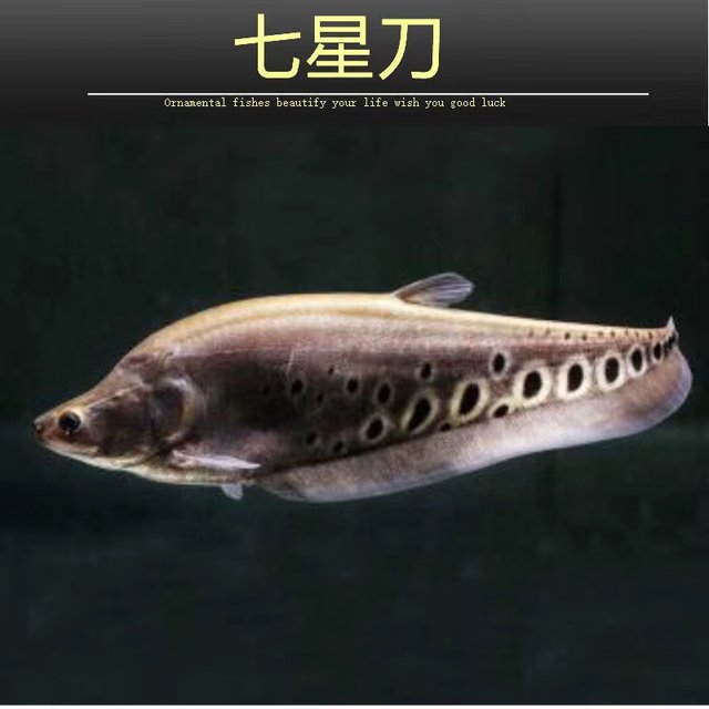 Seven-star saury living Oriental saury gold albino gold knife tropical ...