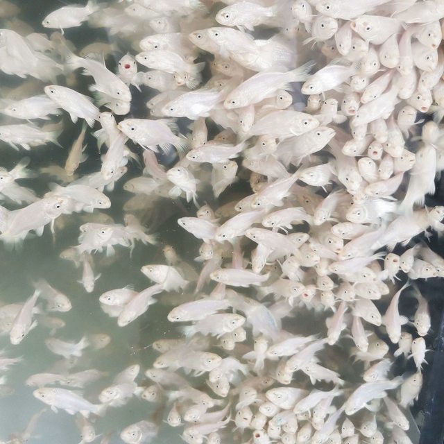 Taiwan butterfly carp purebred gypsum white cold water fish big fin big ...