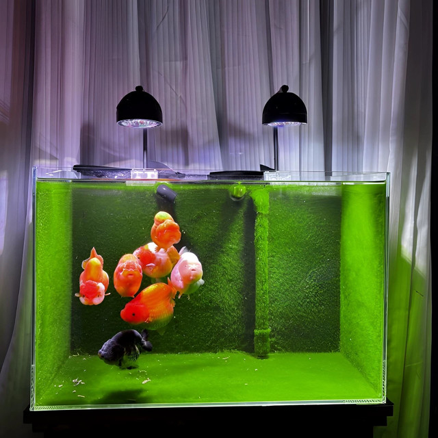 Short velvety algae seeds, Lanshou green algae, stone goldfish tank ...