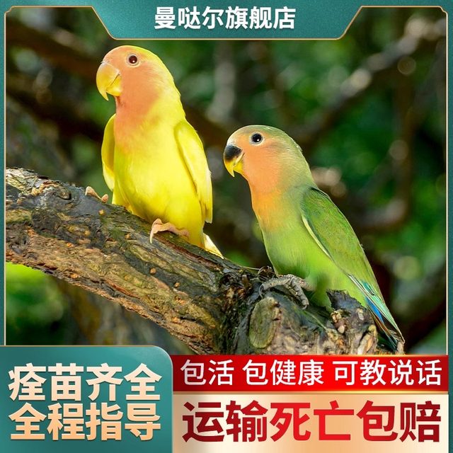 Fei's Peony Parrot Live Birds Live Birds with Yellow Peaches Green ...