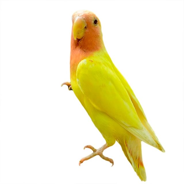 Fei's Peony Parrot Live Birds Live Birds with Yellow Peaches Green ...