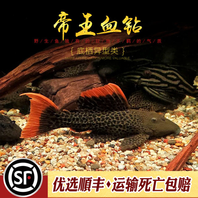 Emperor Blood Diamond L600 Gold L333 Maze South America Selected ...