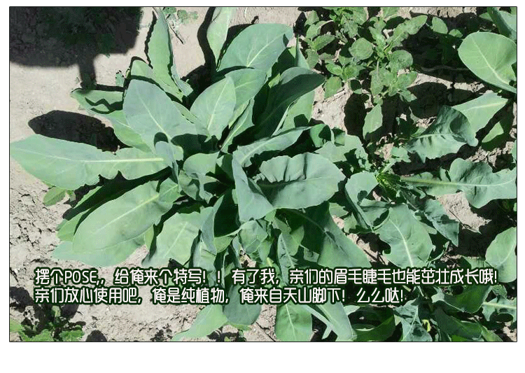 Usman Grass Xinjiang Usma Grass Stick Eyebrow Liquid Eyebrow Essence ...