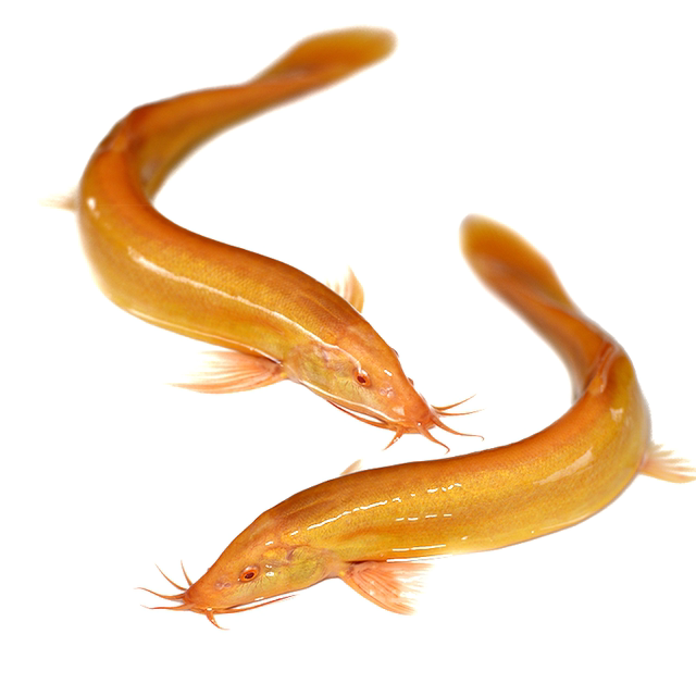 Golden loach scavenger golden dragon loach is good for raising golden ...