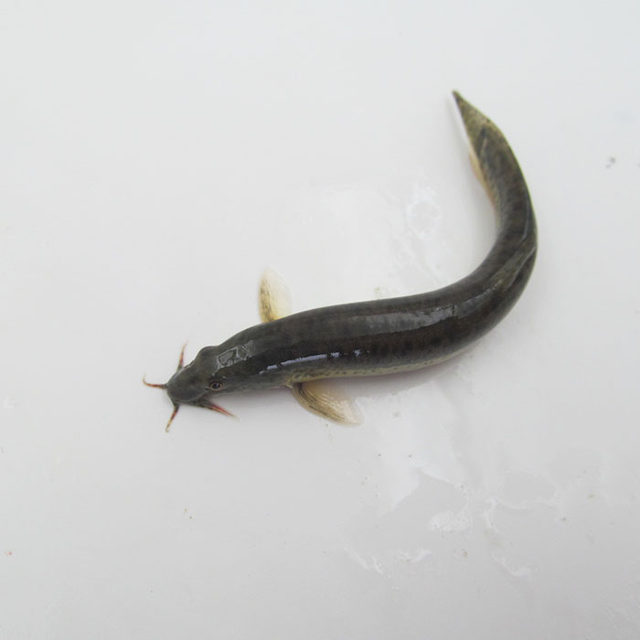 Loach seedlings fresh small loach live raft fishing bait loach snapping ...