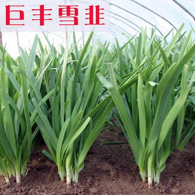 Big-leaf leek root seedlings with wide leaves purple roots and red ...