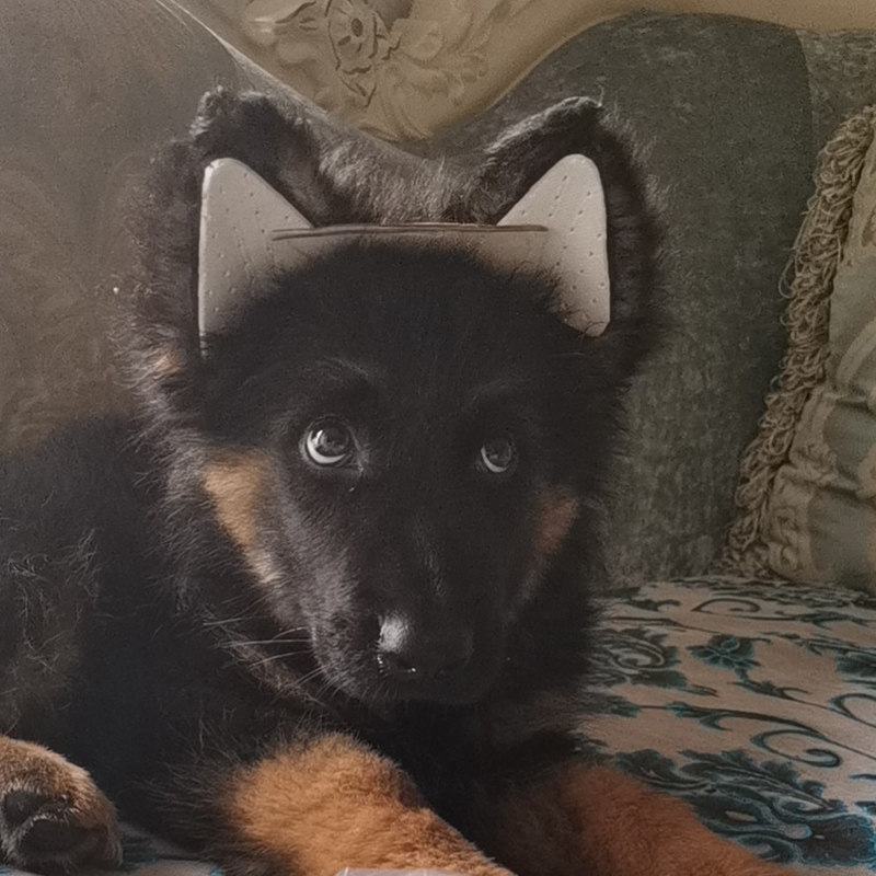 MURFY popular dog ear stickers ear holder pet corrector German shepherd ...