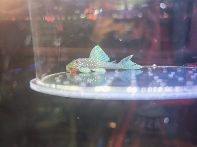 L128 purple diamond special fish