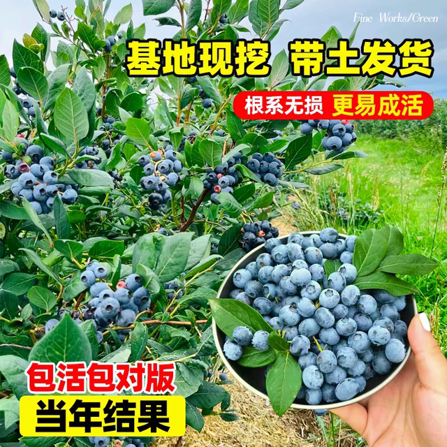 Blueberry tree seedlings blueberry tree seedlings potted ground ...