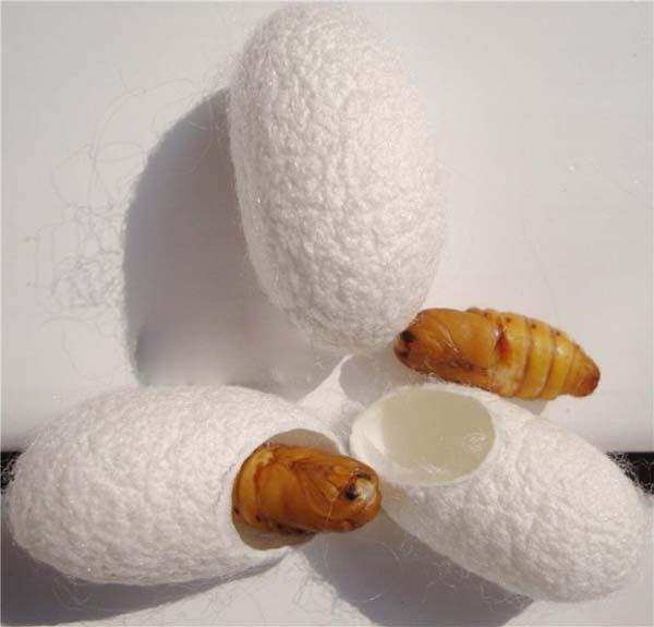 Silkworms, white silkworms, mulberry silkworms, baby students ...