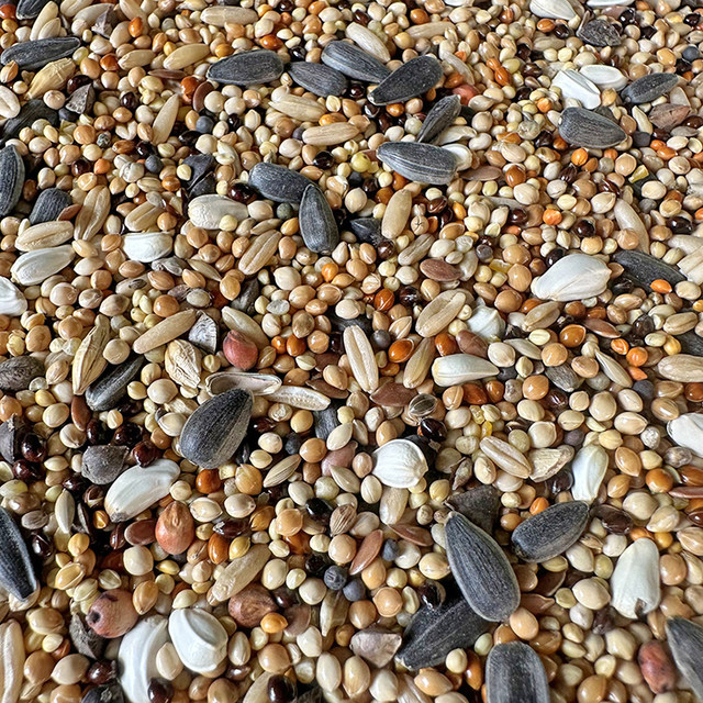 Cockatiel feed small and medium-sized bird food shelled yellow millet ...