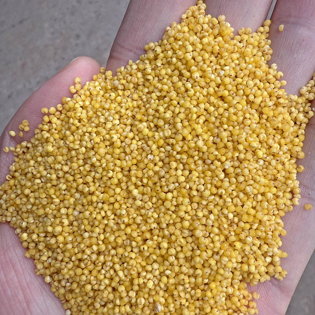 Parrot Bird Food Feed Millet Hulled Millet Bird Food Hullless Millet ...