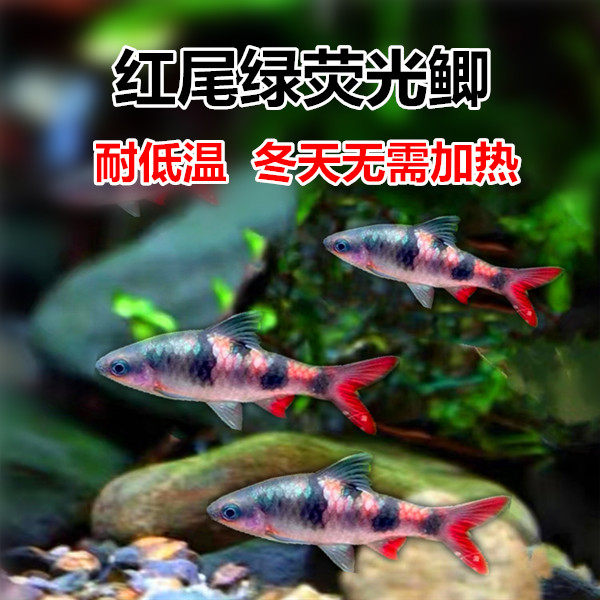 Red-tailed green fluorescent crucian carp, cold water fish, panda ...