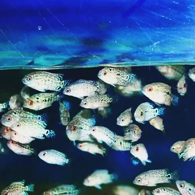 Hongyun Luohan Fish Entrance Import Luo Han Fish Yacheng Tianjin Self ...