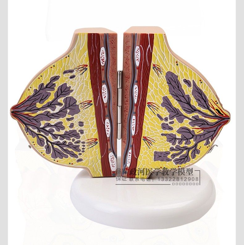 Breastfeeding Anatomy Model For Teaching | Breast Mold Demonstration ...