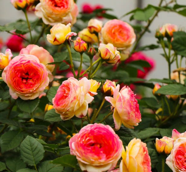 Fujimoto Fucci Rose Flower Jinding Jensen Da Fragrant Courtyard ...