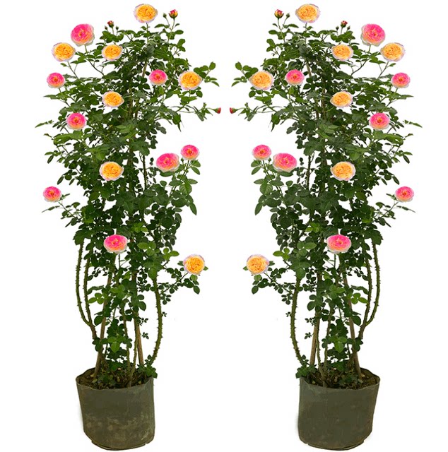 Fujimoto Fucci Rose Flower Jinding Jensen Da Fragrant Courtyard ...