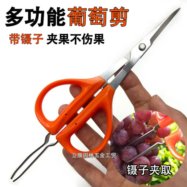 Stainless steel grape scissors for thinning fruits and vegetables ...