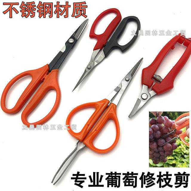 Stainless steel grape scissors for thinning fruits and vegetables ...