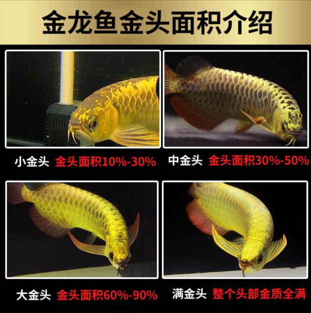 Arowana live fish small high back blue background over back Indonesian ...