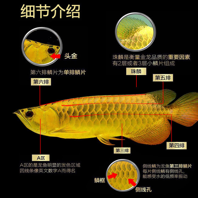 Arowana live fish small high back blue background over back Indonesian ...