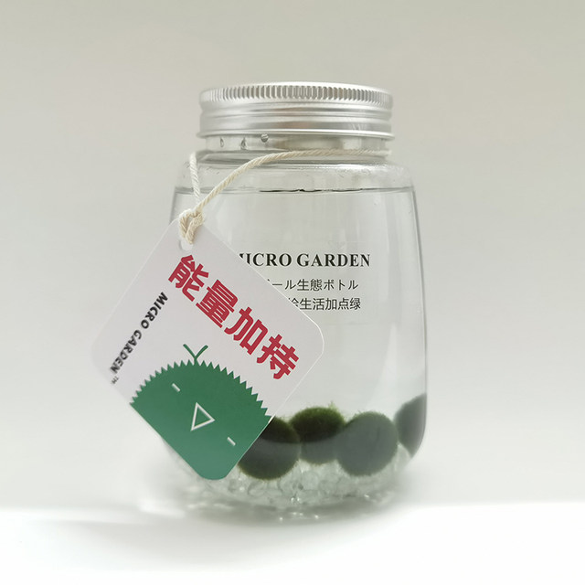 Malimo algae ball Marimo creative mini plant has four seasons of ...