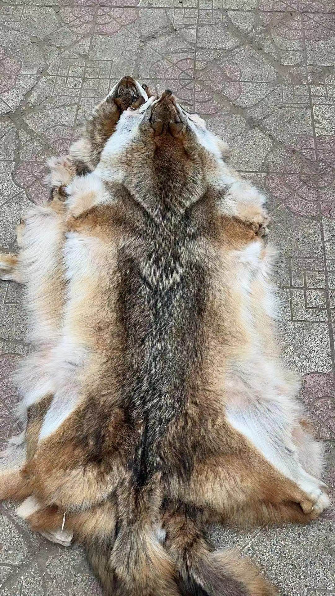 Imported North American coyote skins, whole coyote skins, semi-finished ...